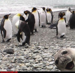 Trail #349 - March of the Penguins! Pussy Whisker, In Tents to Pee ...